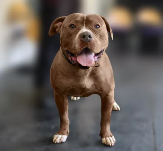 The Irish Blue Cross Statement on ‘XL Bully Ban’ – The Irish Blue Cross